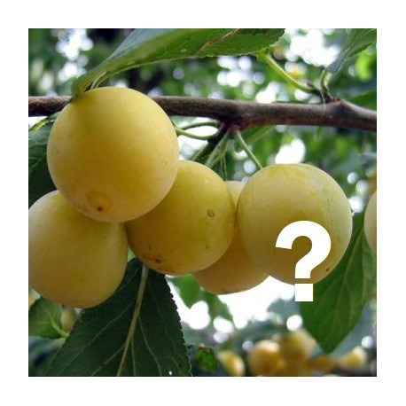 Prunier Gros sujet varié - JARDINERIE GLOMOT